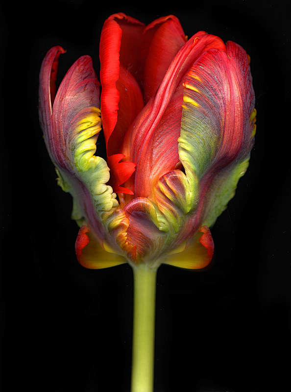 Color Scanography Botanicals - Harold Feinstein Archive