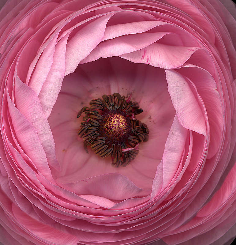 Color Scanography Botanicals - Harold Feinstein Archive