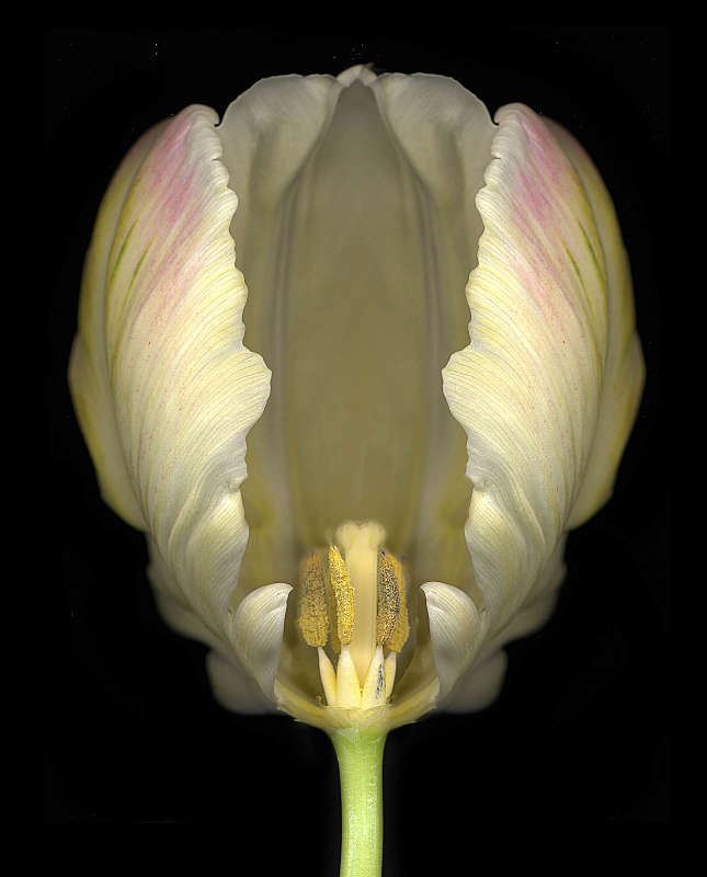 Color Scanography Botanicals - Harold Feinstein Archive