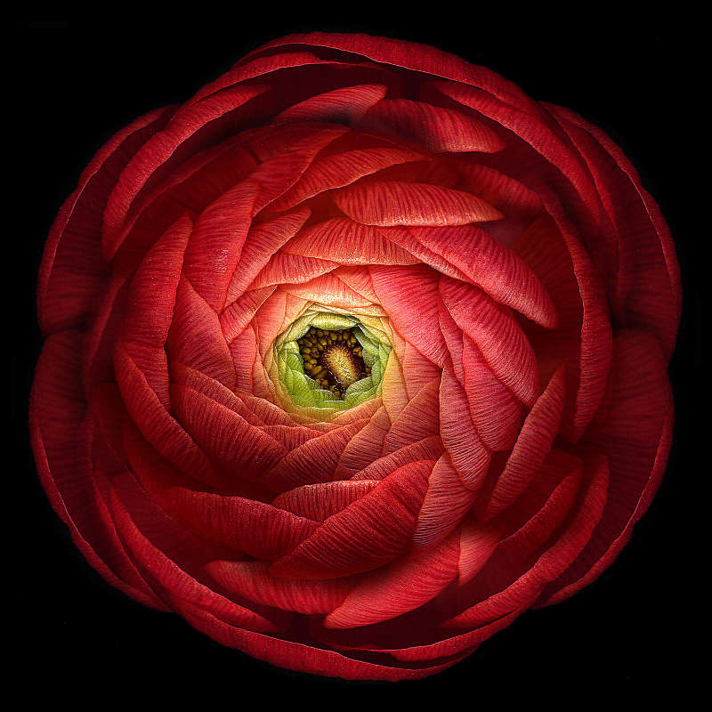 Color Scanography Botanicals - Harold Feinstein Archive