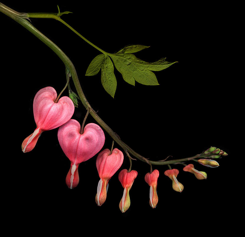 Color Scanography Botanicals - Harold Feinstein Archive
