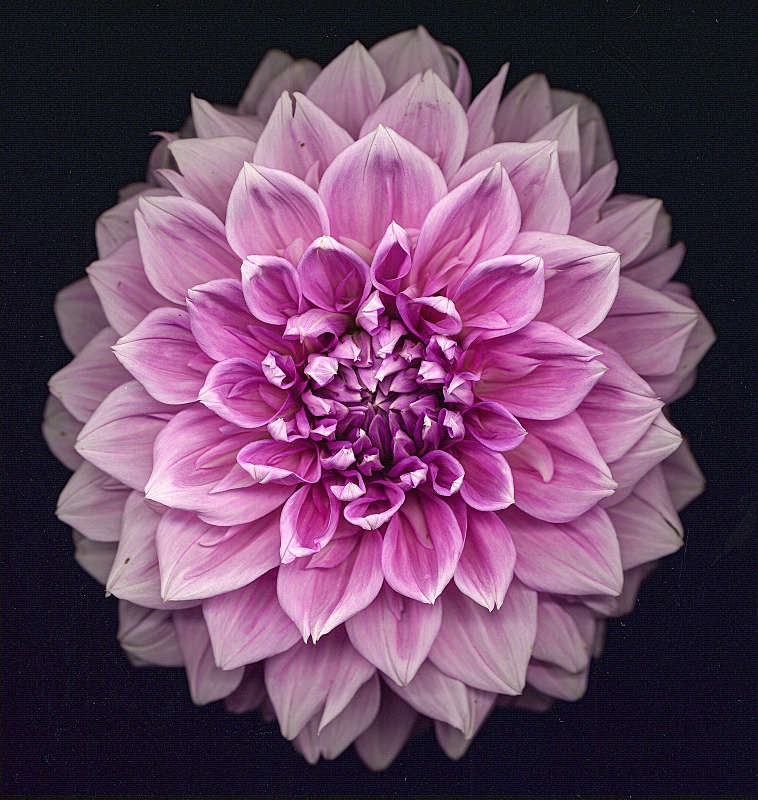 Color Scanography Botanicals - Harold Feinstein Archive