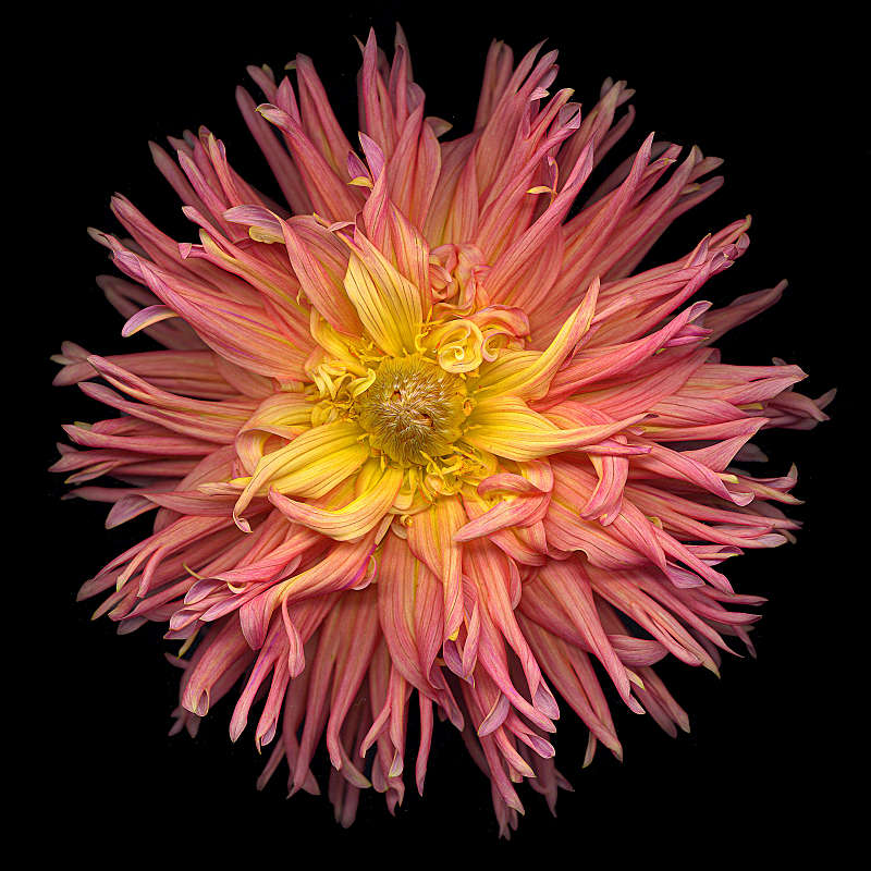 Color Scanography Botanicals - Harold Feinstein Archive