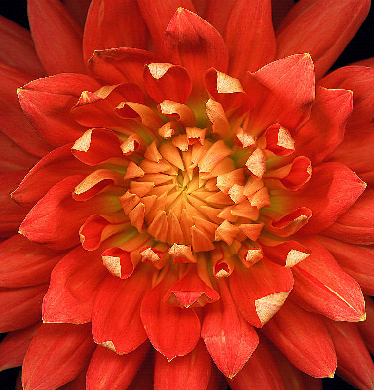Color Scanography Botanicals - Harold Feinstein Archive