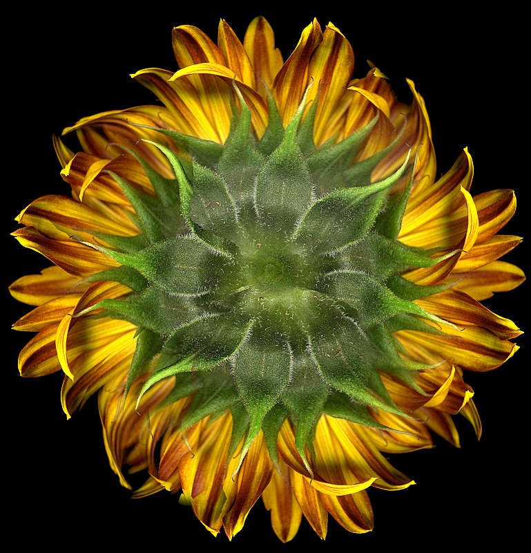 Color Scanography Botanicals - Harold Feinstein Archive
