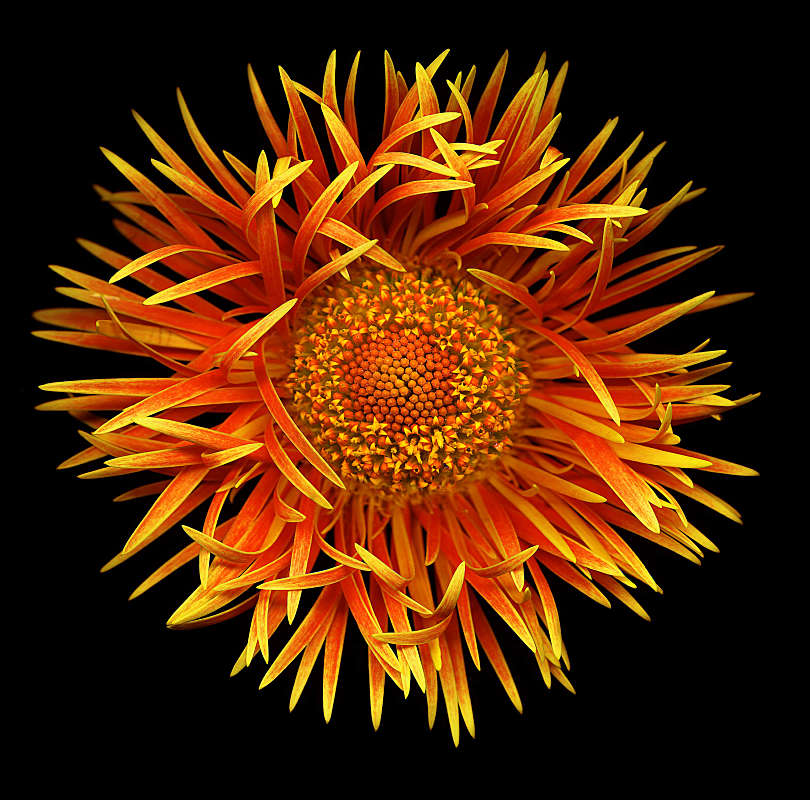 Color Scanography Botanicals - Harold Feinstein Archive