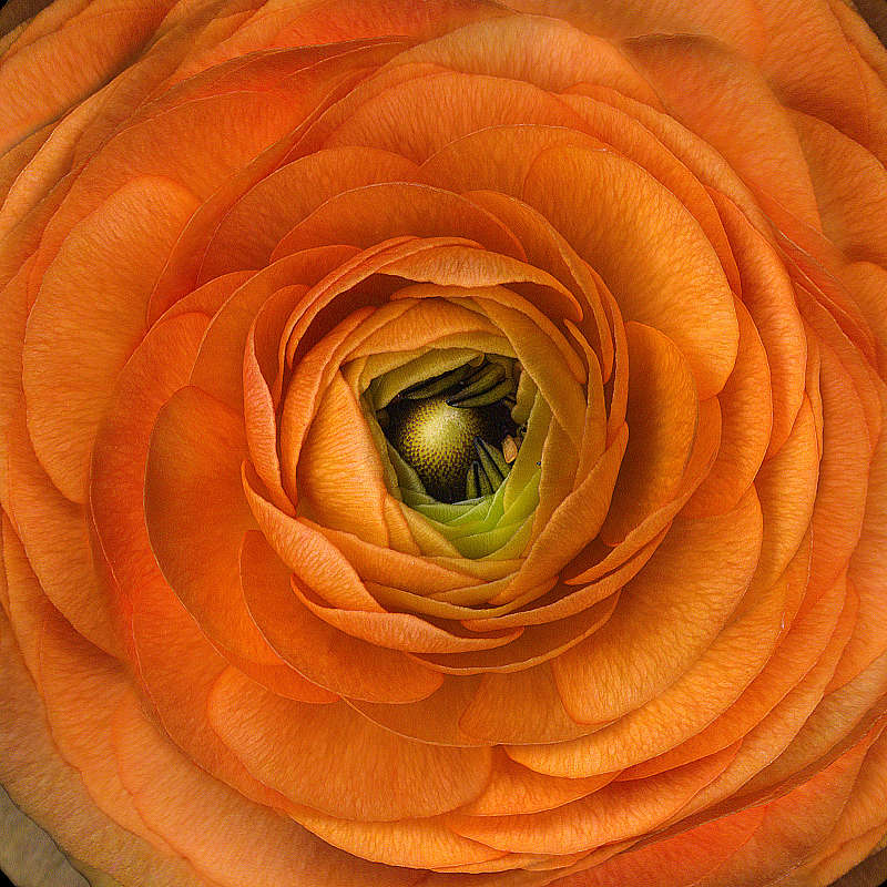 Color Scanography Botanicals - Harold Feinstein Archive
