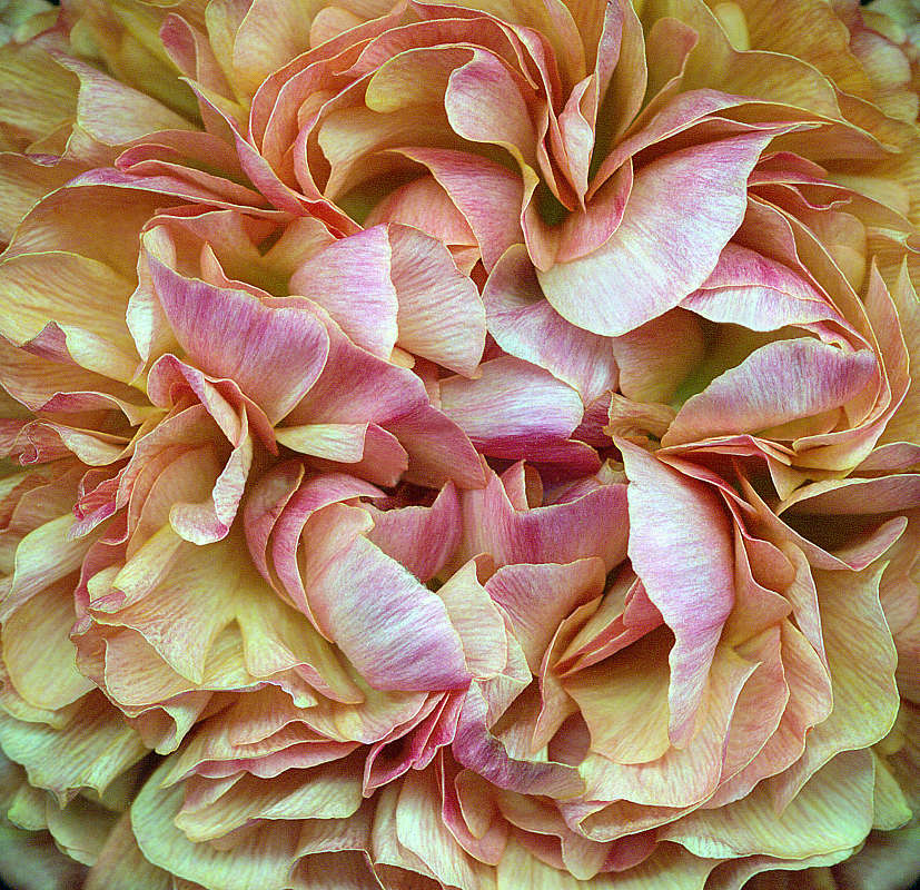 Color Scanography Botanicals - Harold Feinstein Archive