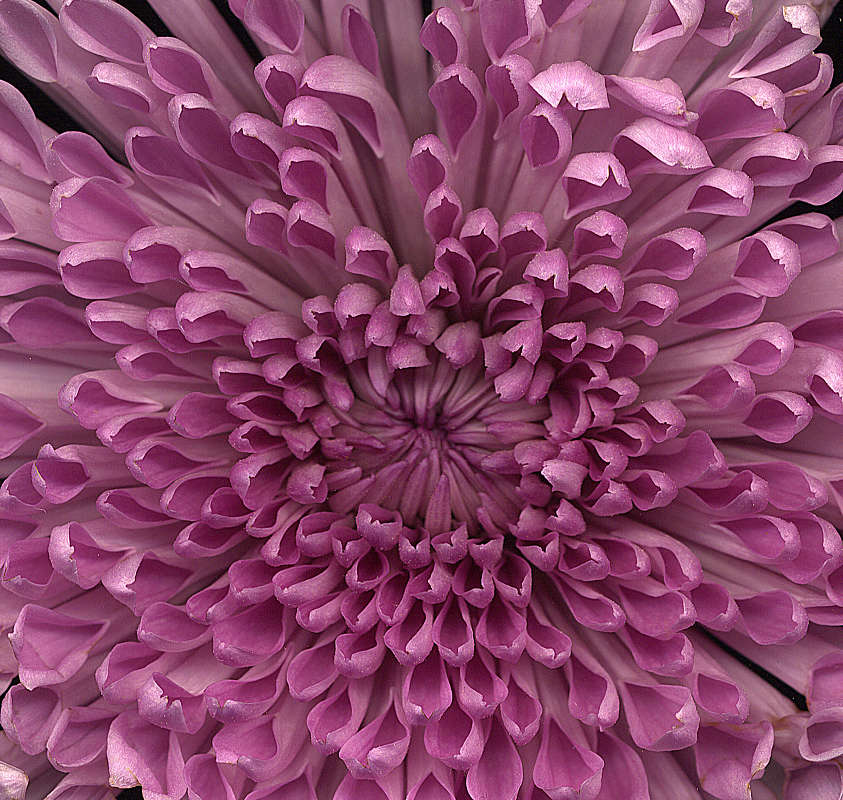 Color Scanography Botanicals - Harold Feinstein Archive