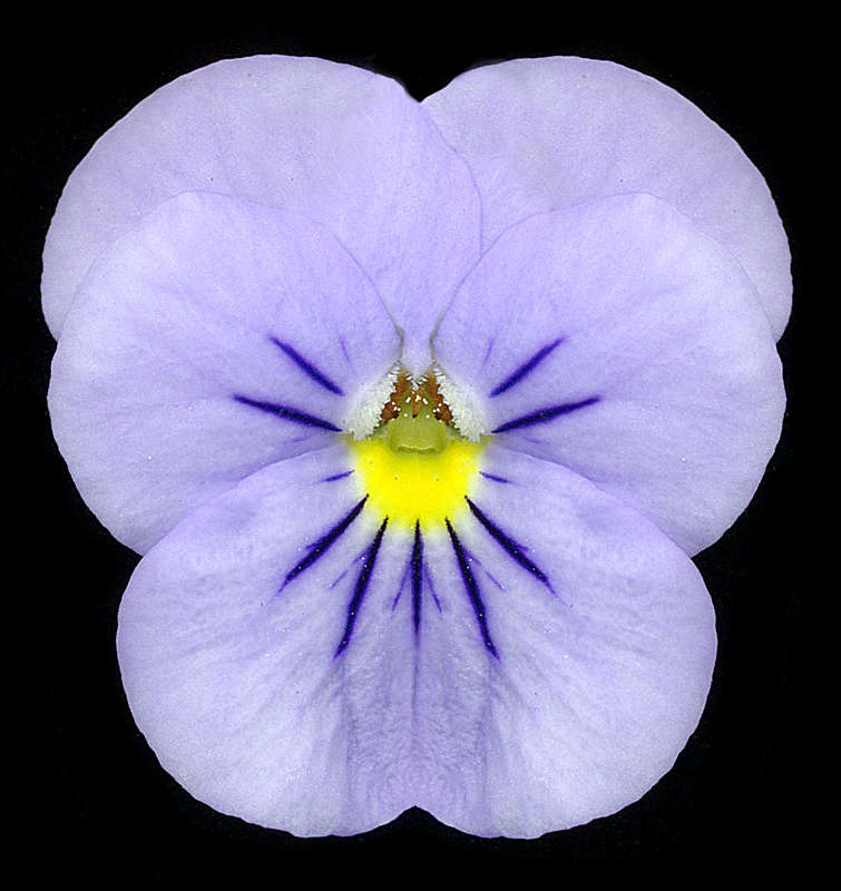 Color Scanography Botanicals - Harold Feinstein Archive