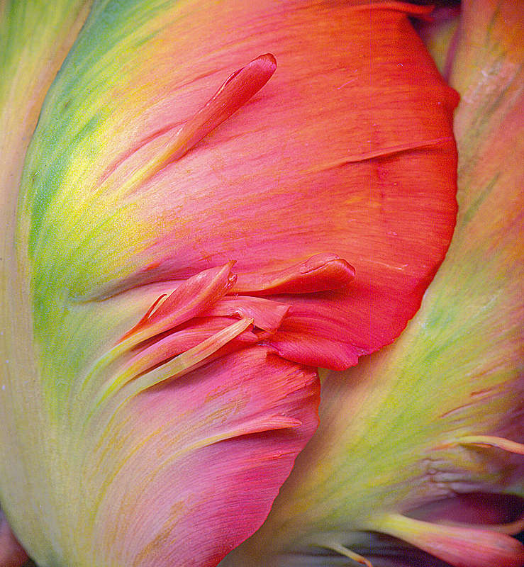 Color Scanography Botanicals - Harold Feinstein Archive