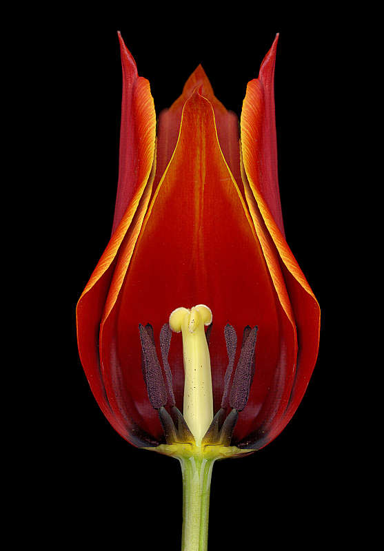 Color Scanography Botanicals - Harold Feinstein Archive