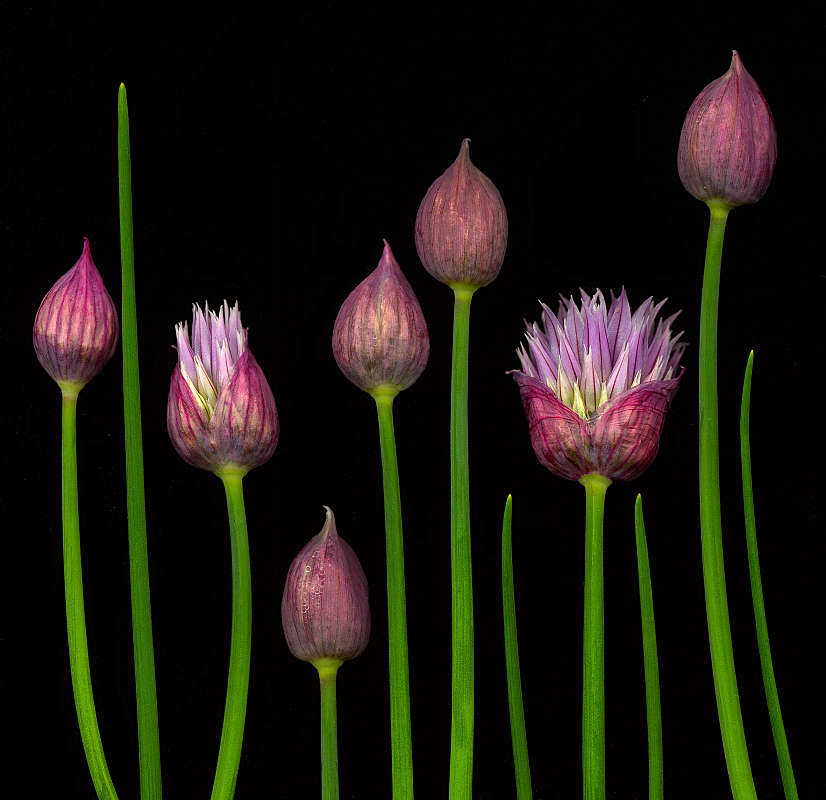 Color Scanography Botanicals - Harold Feinstein Archive