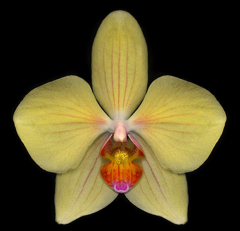 Color Scanography Botanicals - Harold Feinstein Archive