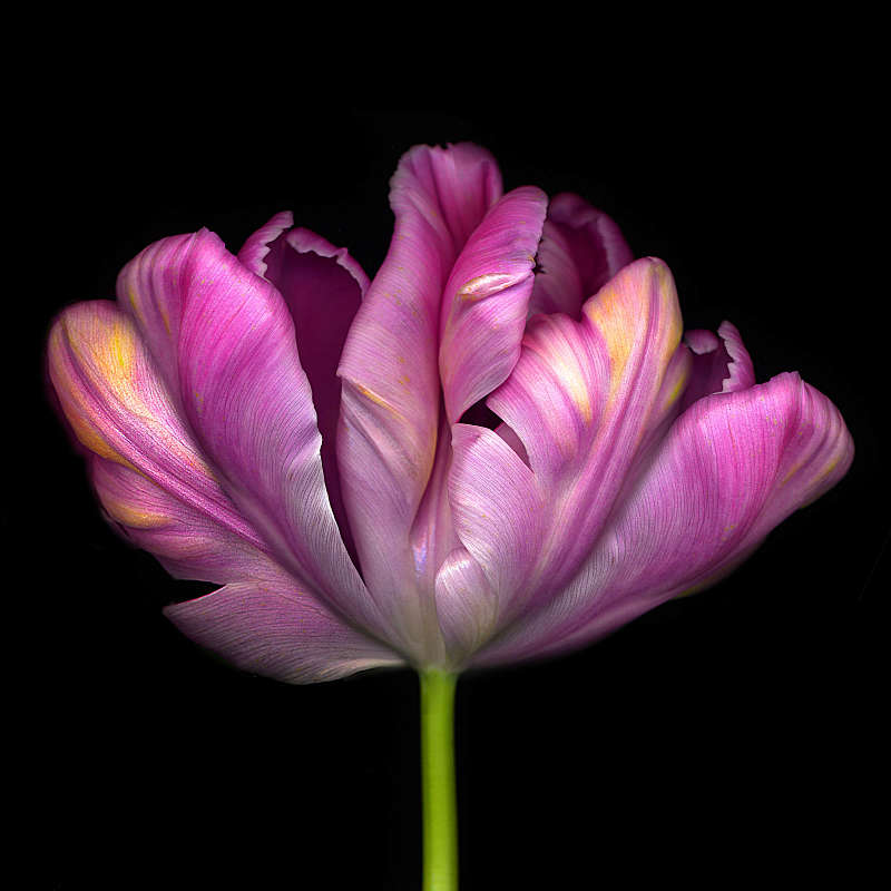 Color Scanography Botanicals - Harold Feinstein Archive