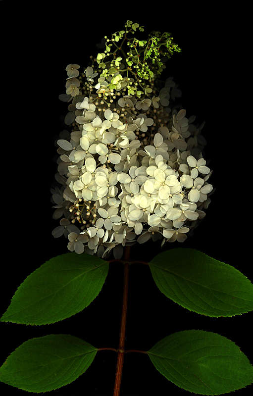 Color Scanography Botanicals - Harold Feinstein Archive