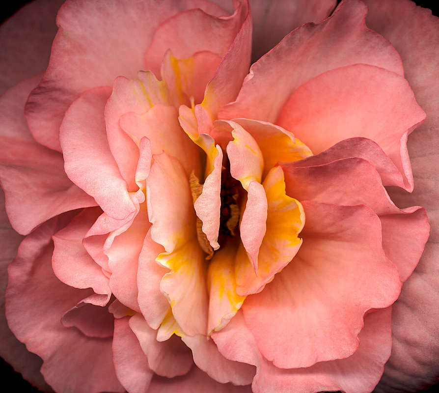 Color Scanography Botanicals - Harold Feinstein Archive