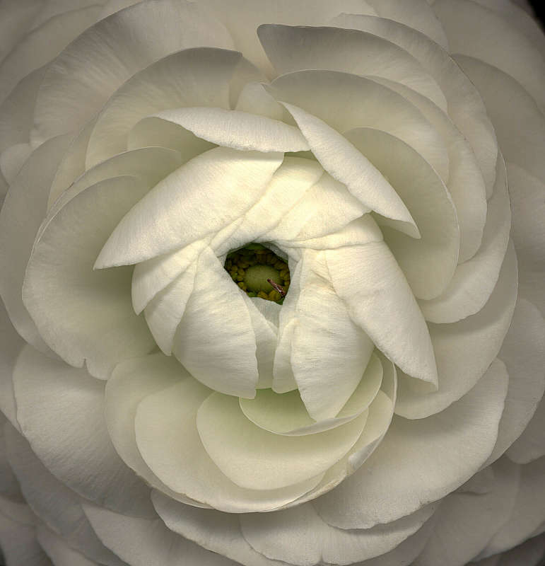 Color Scanography Botanicals - Harold Feinstein Archive
