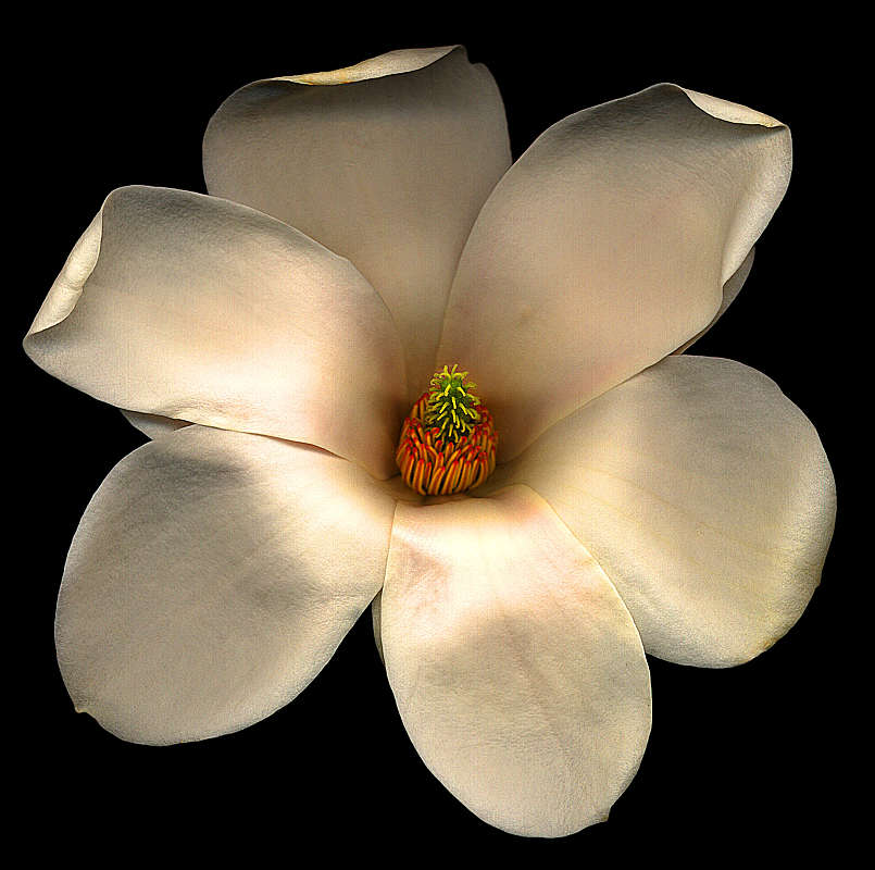 Color Scanography Botanicals - Harold Feinstein Archive