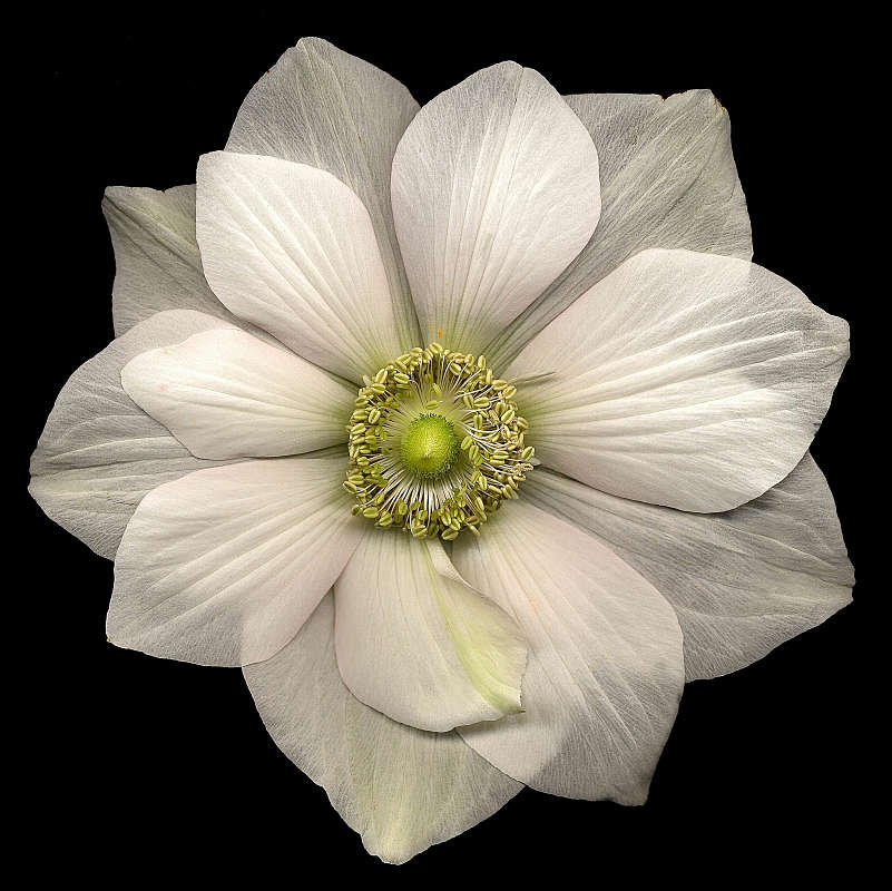 Color Scanography Botanicals - Harold Feinstein Archive