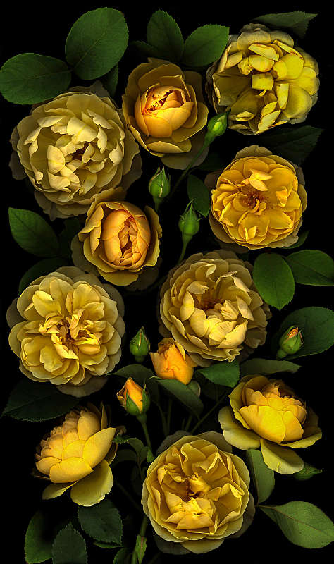 Color Scanography Botanicals - Harold Feinstein Archive
