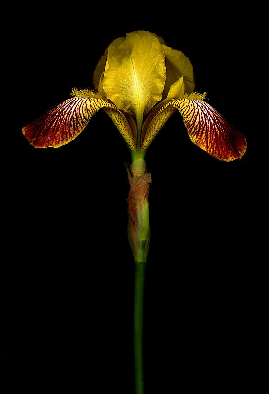 Color Scanography Botanicals - Harold Feinstein Archive