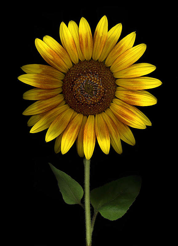 Color Scanography Botanicals - Harold Feinstein Archive