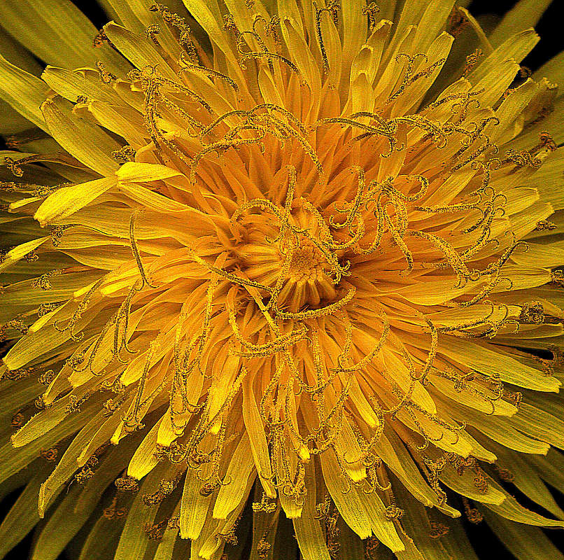 Color Scanography Botanicals - Harold Feinstein Archive