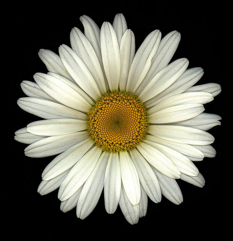 Color Scanography Botanicals - Harold Feinstein Archive