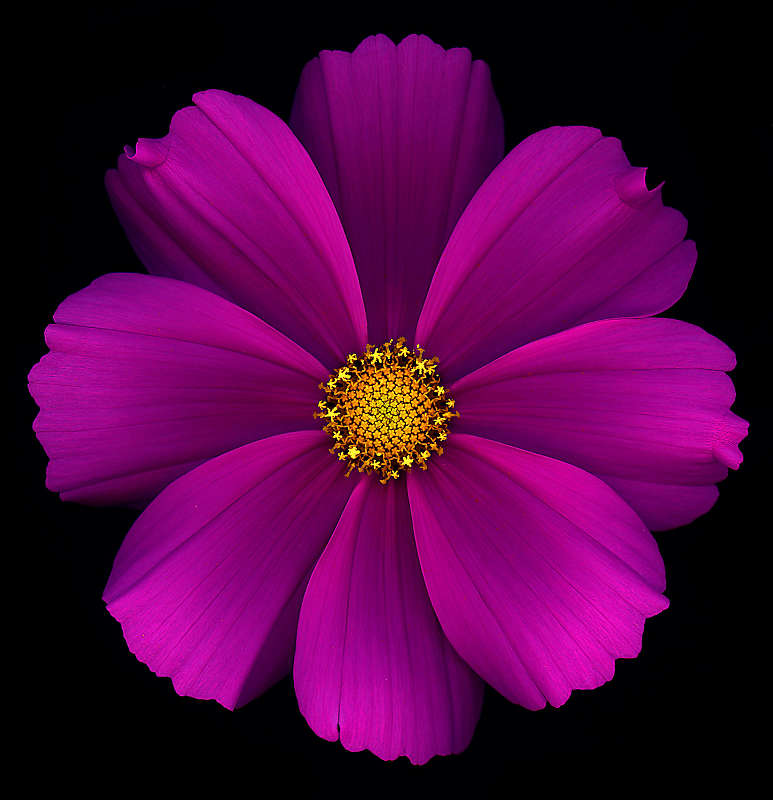 Color Scanography Botanicals - Harold Feinstein Archive