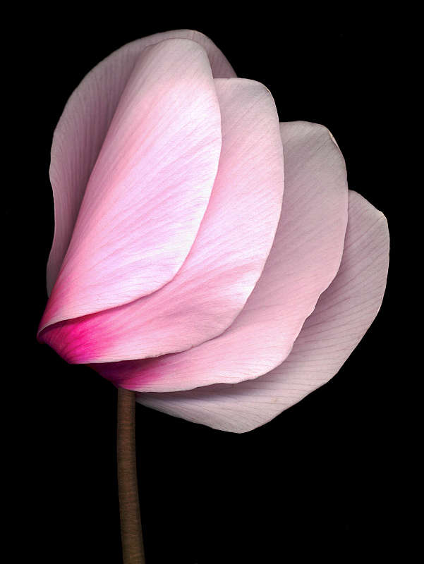 Color Scanography Botanicals - Harold Feinstein Archive