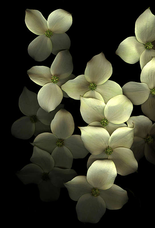 Color Scanography Botanicals - Harold Feinstein Archive
