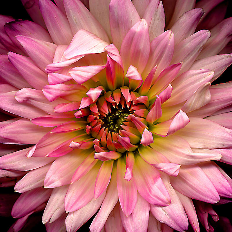 Color Scanography Botanicals - Harold Feinstein Archive