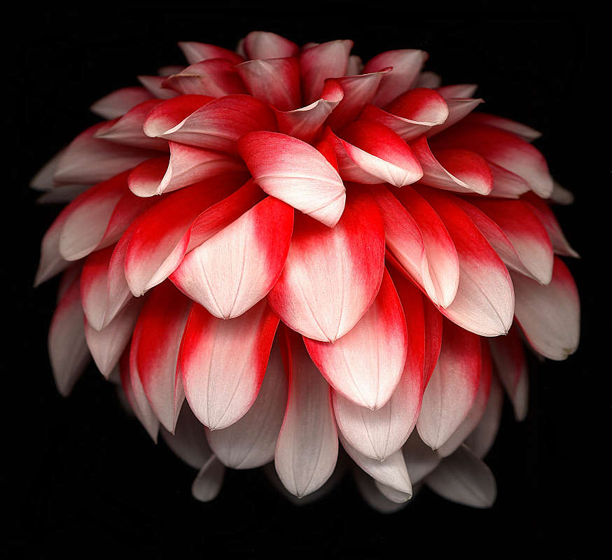 Color Scanography Botanicals - Harold Feinstein Archive