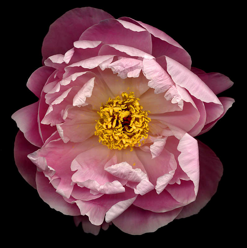 Color Scanography Botanicals - Harold Feinstein Archive