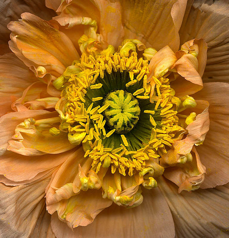 Color Scanography Botanicals - Harold Feinstein Archive