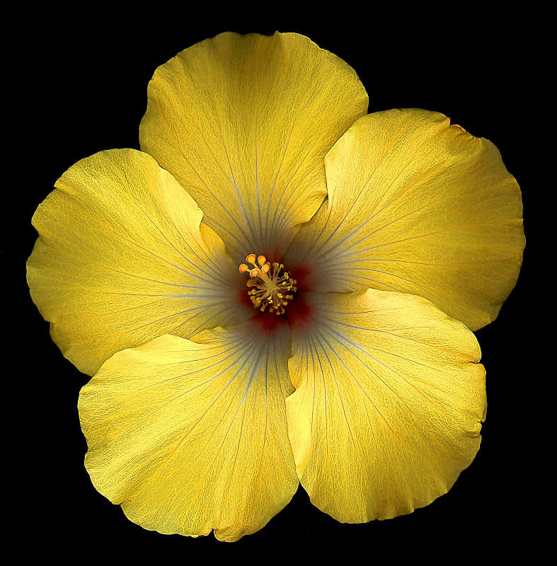 Color Scanography Botanicals - Harold Feinstein Archive