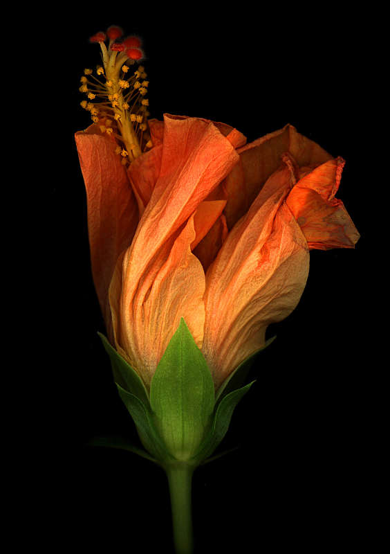 Color Scanography Botanicals - Harold Feinstein Archive