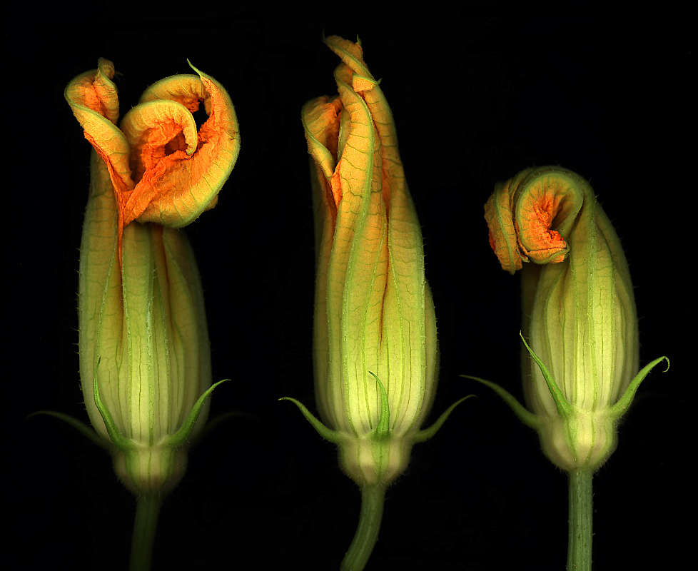 Color Scanography Botanicals - Harold Feinstein Archive