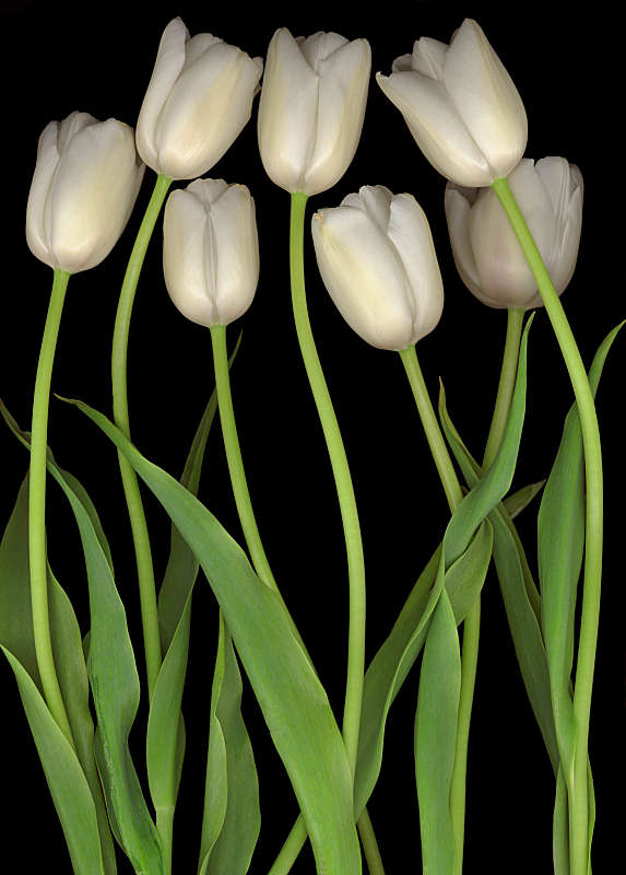 Color Scanography Botanicals - Harold Feinstein Archive