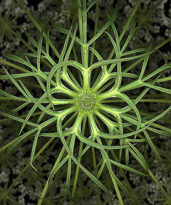 Color Scanography Botanicals - Harold Feinstein Archive