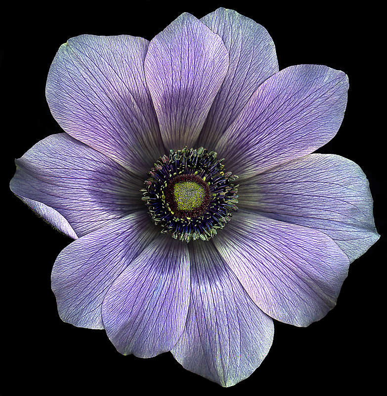 Color Scanography Botanicals - Harold Feinstein Archive