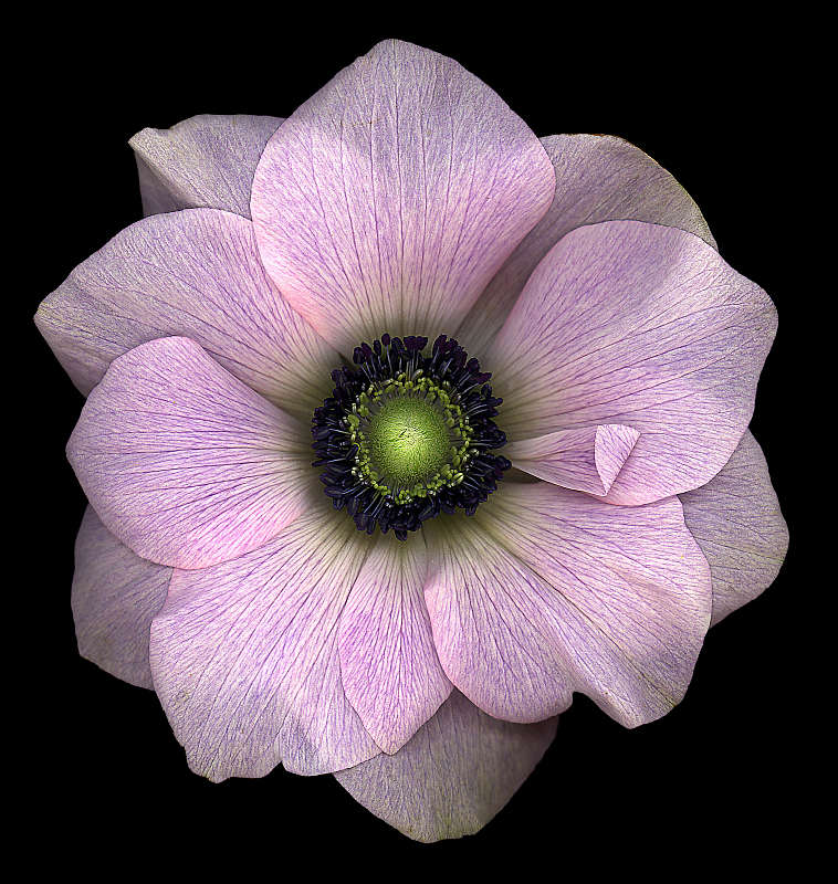 Color Scanography Botanicals - Harold Feinstein Archive