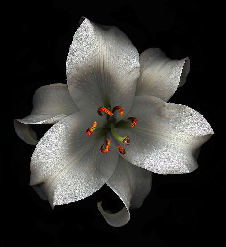 Color Scanography Botanicals - Harold Feinstein Archive