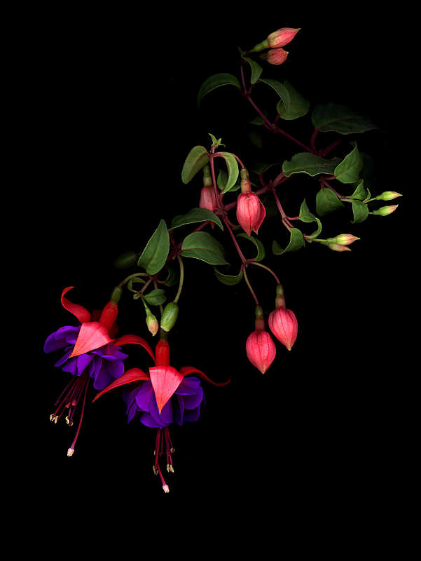 Color Scanography Botanicals - Harold Feinstein Archive