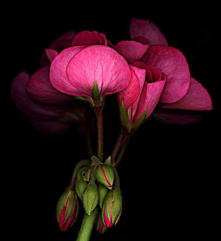 Color Scanography Botanicals - Harold Feinstein Archive