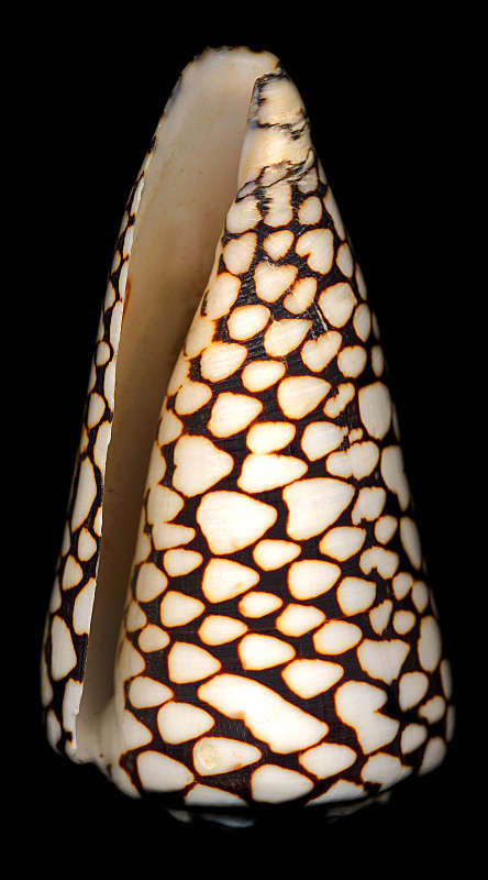 Color Scanography Shells and Butterflies - Harold Feinstein Archive