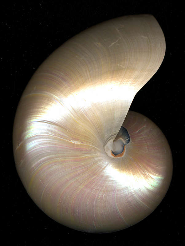 Color Scanography Shells and Butterflies - Harold Feinstein Archive