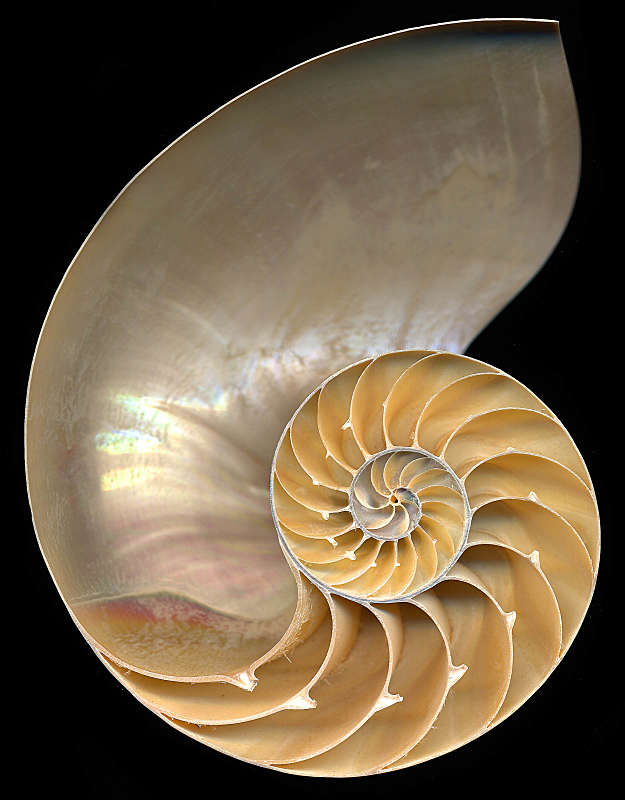 Color Scanography Shells and Butterflies - Harold Feinstein Archive