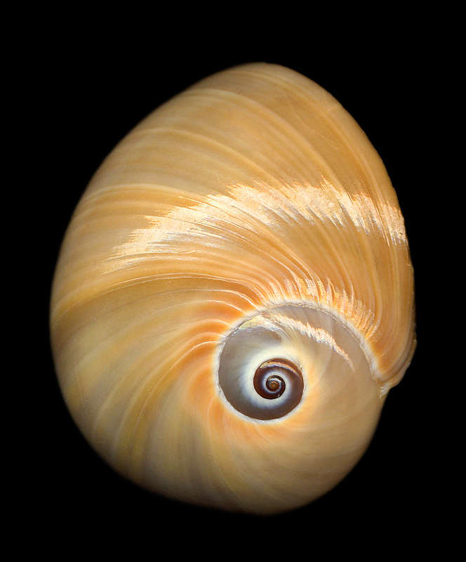 Color Scanography Shells and Butterflies - Harold Feinstein Archive